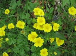 Potentilla aurea