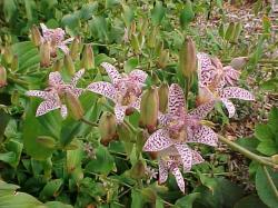 Tricyrtis formosana-Divlja orhideja