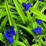Tradescantia-Mačkov brk