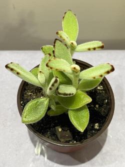 KAKTUS Mammillaria bocasana