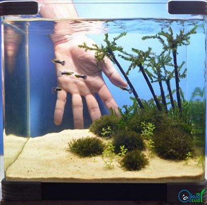 Kvarcni pesak za akvarijum
