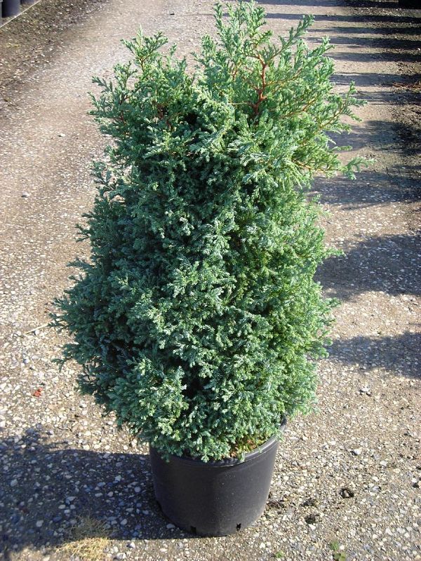 CHAMAECYPARIS PISIFERA „BOULEVARD“