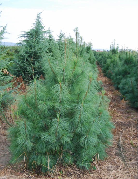 Pinus wallichiana – Himalajski bor