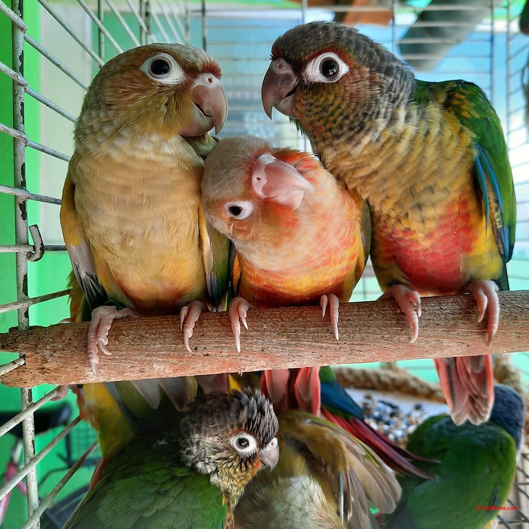 Ručno hranjeni pitomi papagaji pyrrhure