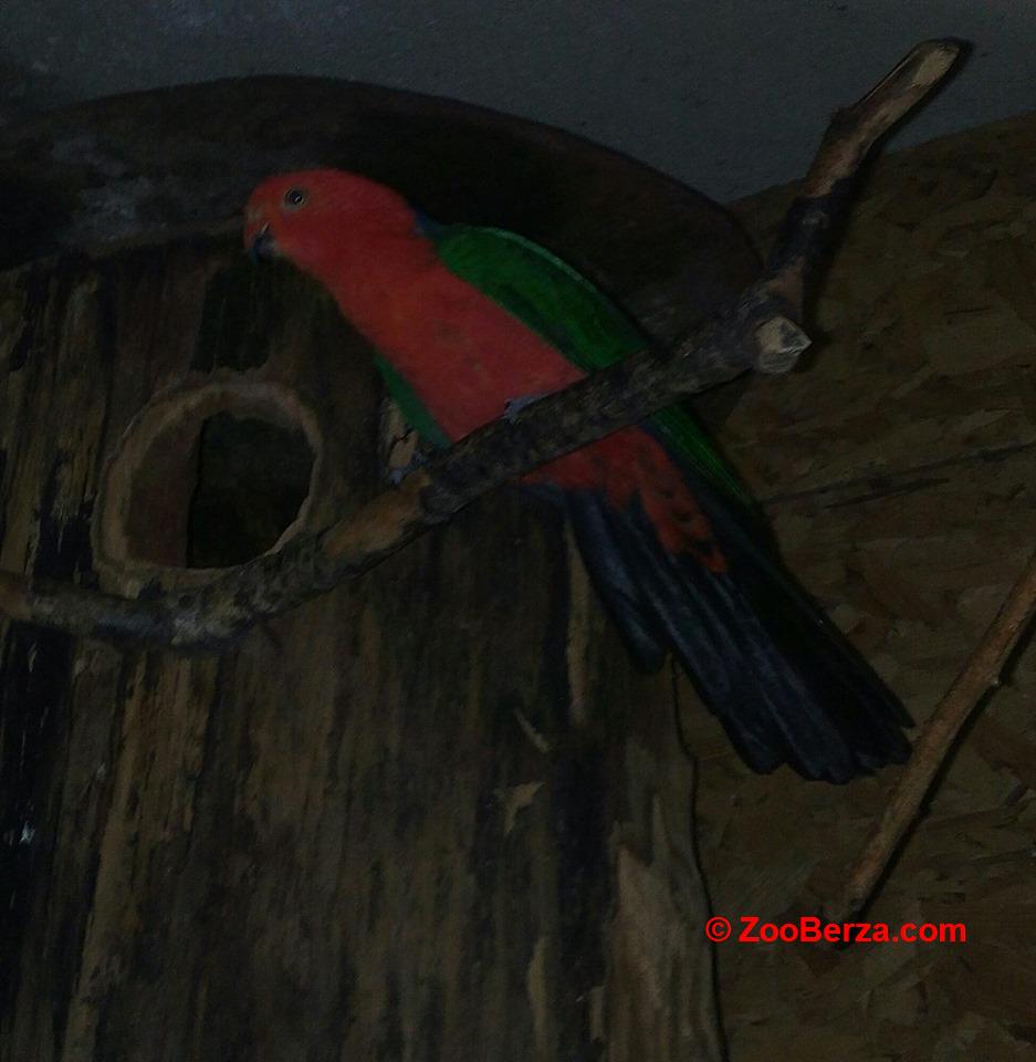 Australijski kraljevski papagaj