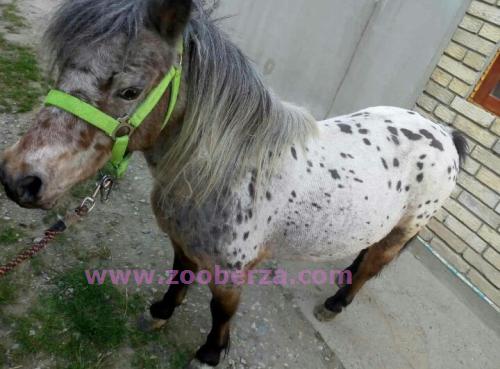 Šetland Apaluzo kobila na prodaju
