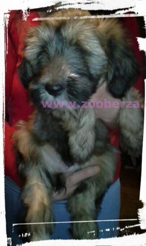 na prodaju štenci tibetskog terijera