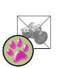 Jack Russell Terrier 4 zenkice