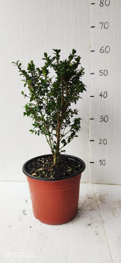 Buxus sempervirens – Šimšir