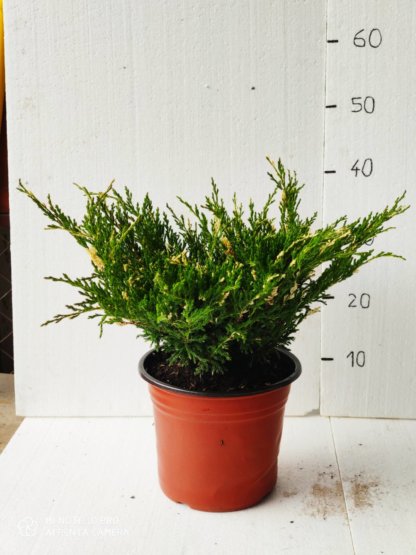 Juniperus horizontalis “Andorra compacta”