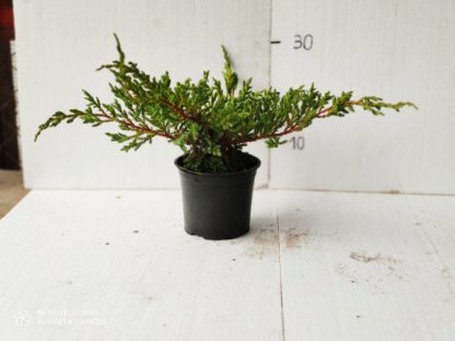 Juniperus horizontalis “Blue chip”600