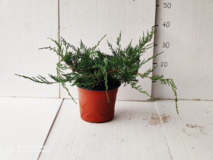 Juniperus horizontalis “Silver spreader”