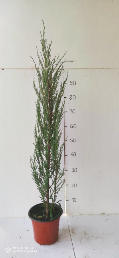 Juniperus scopulorum ‘Blue Arrow’