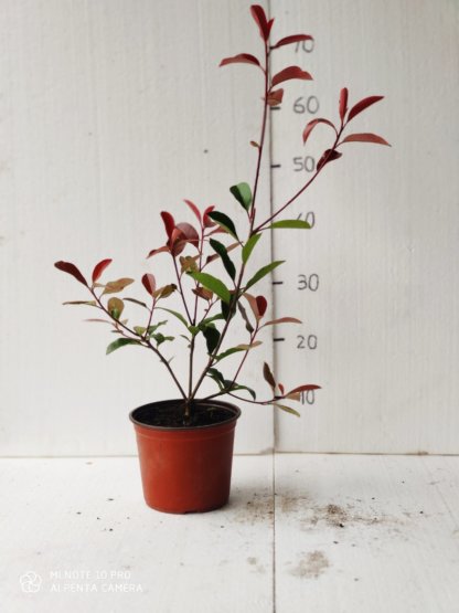 Photinia fraseri „Red Robin“