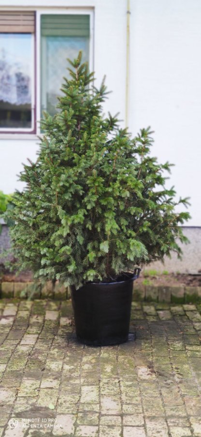 Picea pungens – 170 cm, kalem, busen