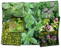 ORIGANO (ORIGANO VULGARE) - 100 SEMENA