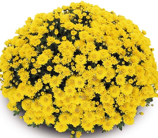 Hrizantema multiflora žuta velika