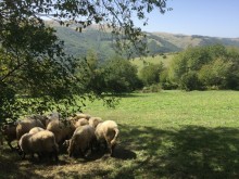 Potreban pastir na farmi ovaca, crna gora