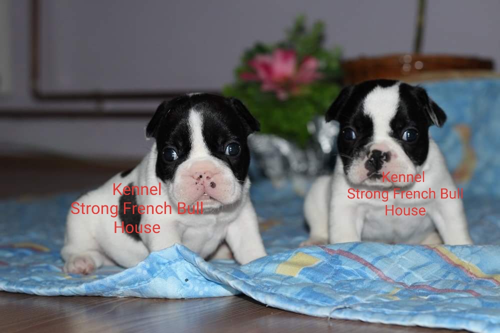 Francuski Buldog