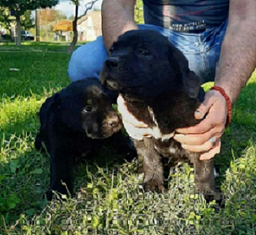 Cane Corso