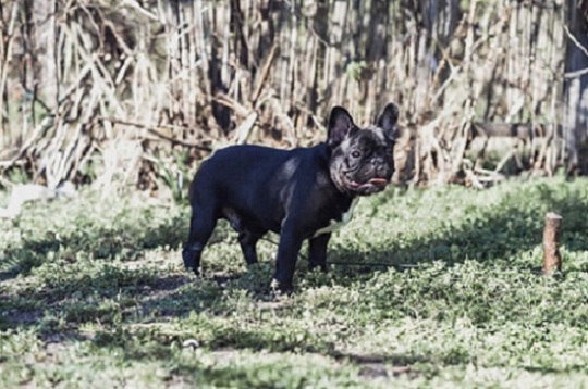 Francuski buldog, odrasli muzijak