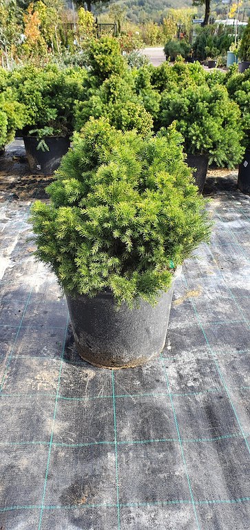 CRYPTOMERIA JAPONICA – „KRIPTOMERIJA“