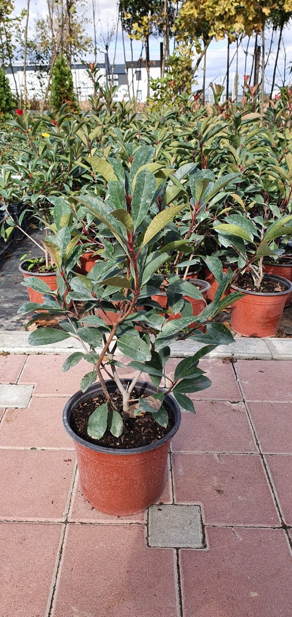 PHOTINIA FRASERI RED ROBIN – „FOTINIJA“