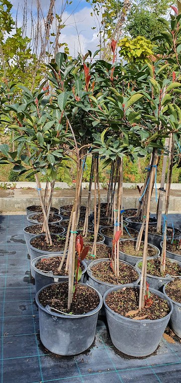 PHOTINIA FRASERI RED ROBIN 150CM – „FOTINIJA“ KALEMLJENA