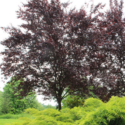 Prunus pissardii „Atropurpurea“ – Crvenolisna šljiva