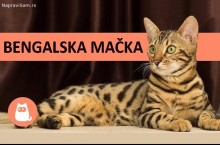 Bengalska macka