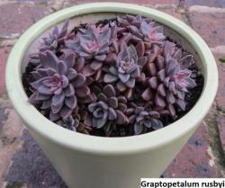 Graptopetalum rusbyi - 20 semenki