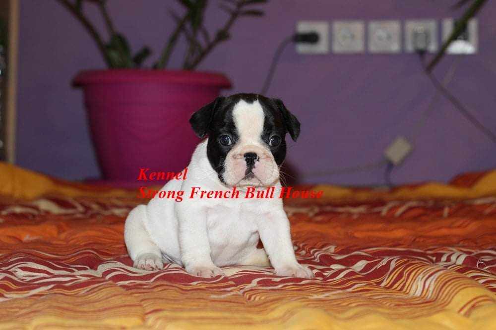 Francuski Buldog