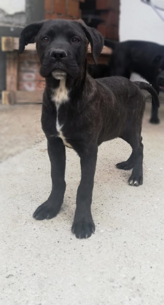 Cane corso štenci