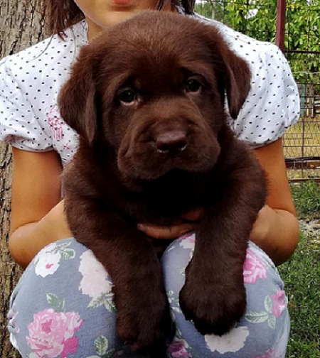 Labrador retriver, braon i crni štenci