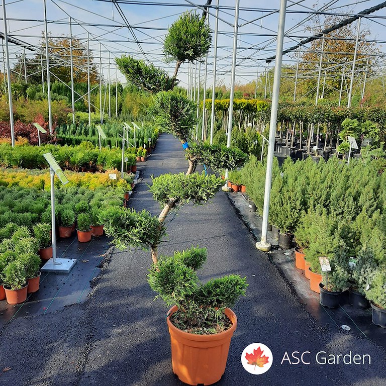 Cupressocyparis leylandii ‘Castlewellan Gold’ bonsai 140 – 160 cm