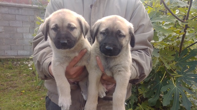 Kangal stenci