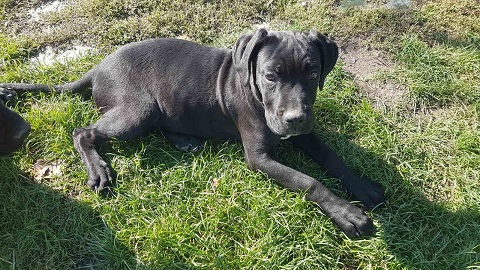 Cane corso