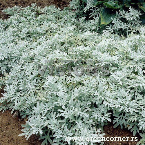 Artemisia Bough. Silver