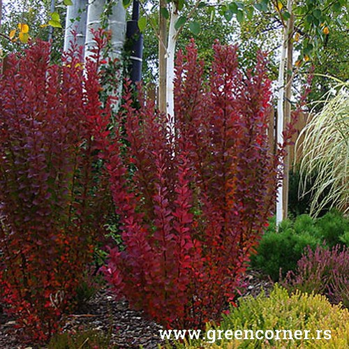 Berberis thunbergii “ Red rocket“