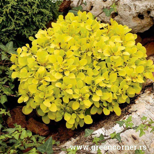 Berberis thunbergii“ Thiny gold“