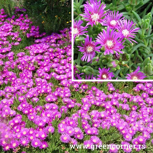 Delosperma cooperi