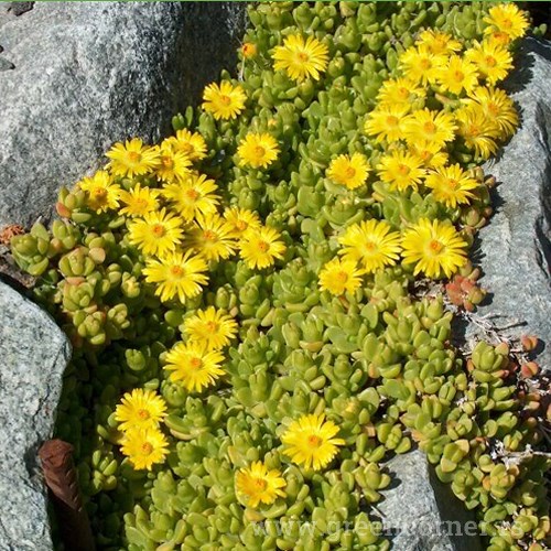 Delosperma lineare – Ledeni cvet