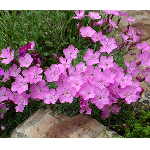 Dianthus La Bourbille