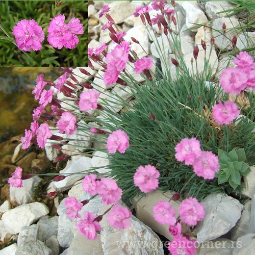 Dianthus Pink Jewel