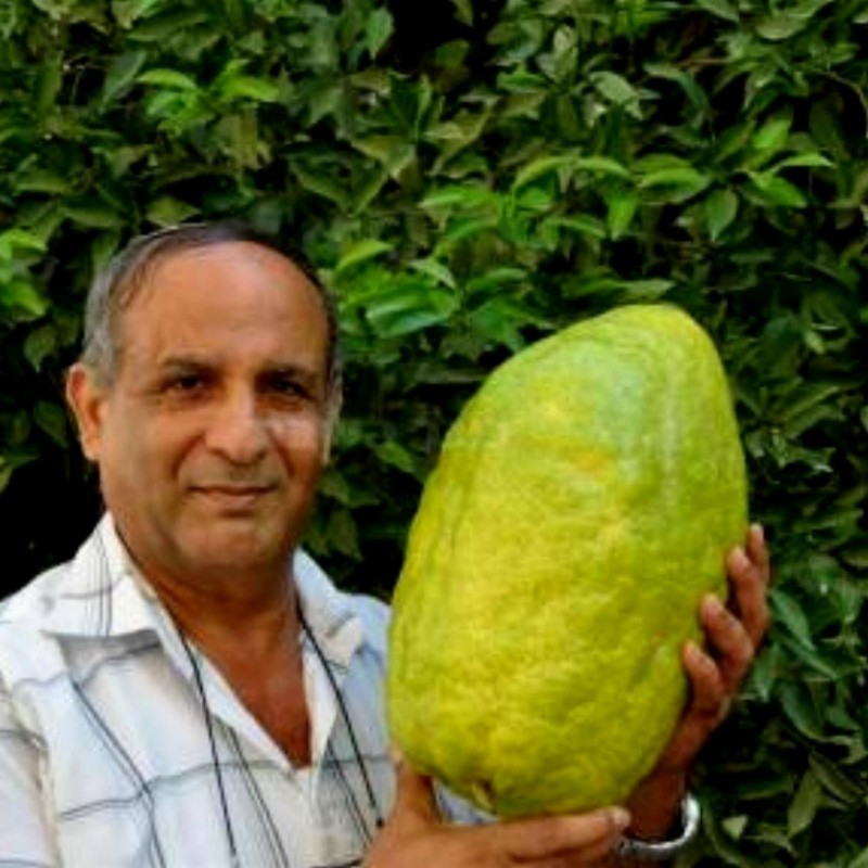 Dzinovski Citrus medica Cedrat Seme – plod 4kg tezine