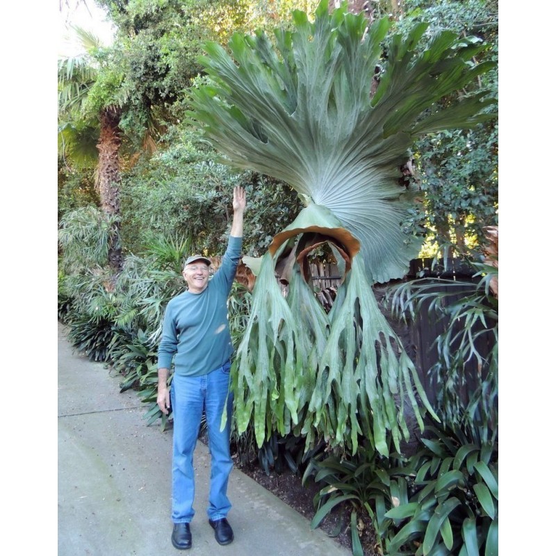 GIGANT Staghorn paprat Seme (Platycerium Superbum)