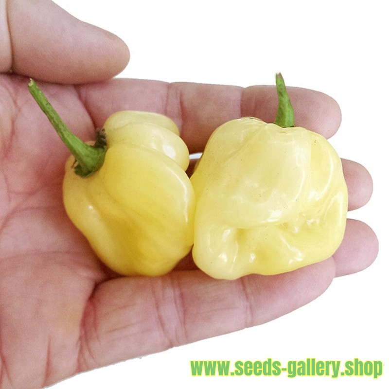 Dzinovski beli Habanero seme (Capsicum chinense)