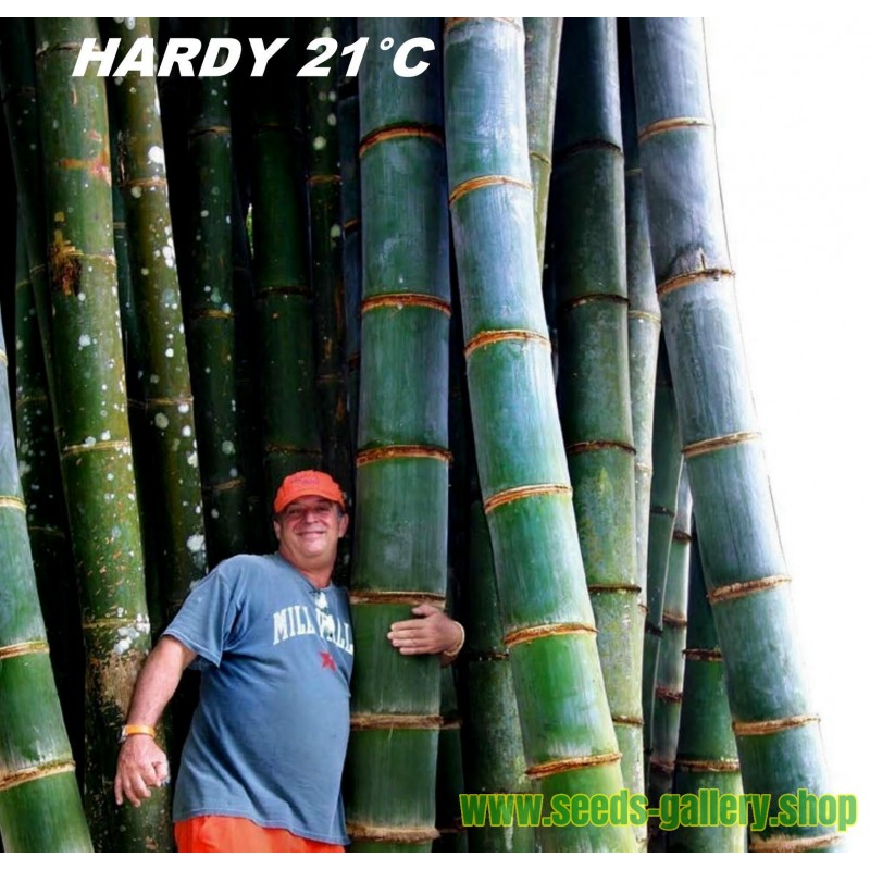 Bambus Gigant Seme (Phyllostachys pubescens)