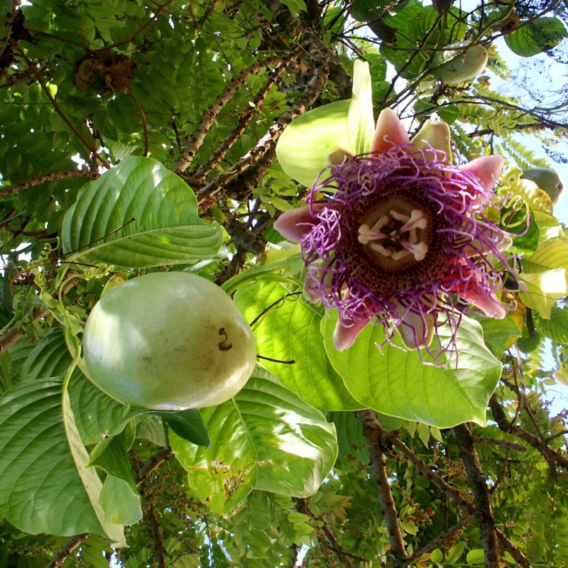 Dzinovska Granadilla Seme (Passiflora quadrangularis)