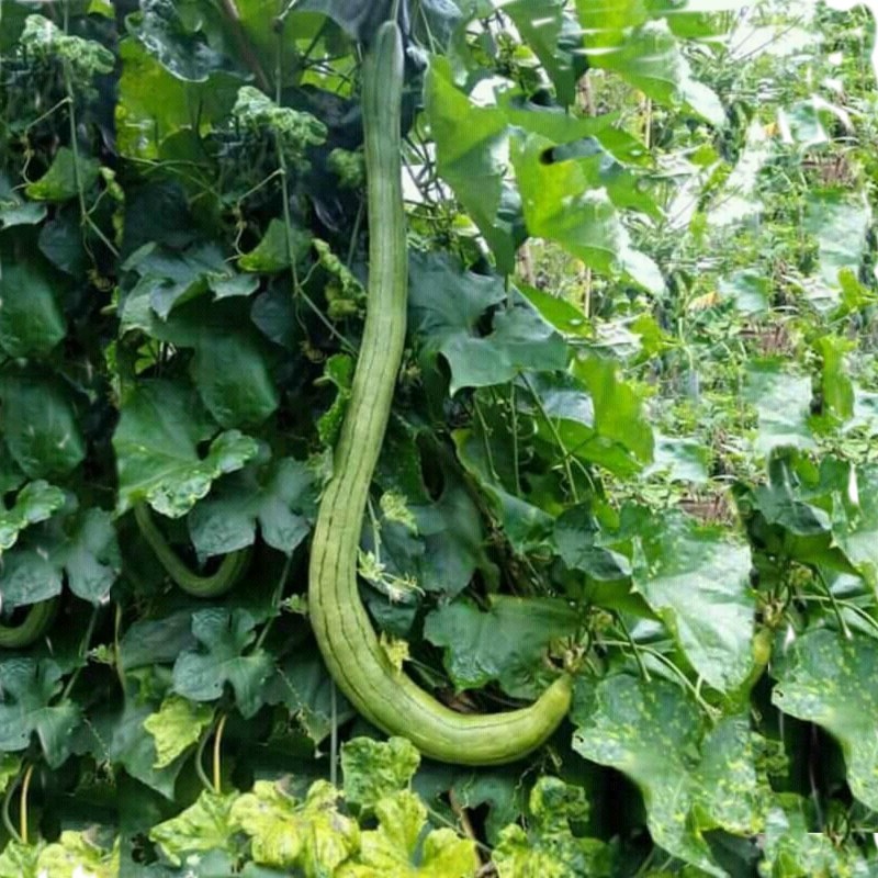 Gigant Dugacka Luffa Seme (luffa aegiptiaca)